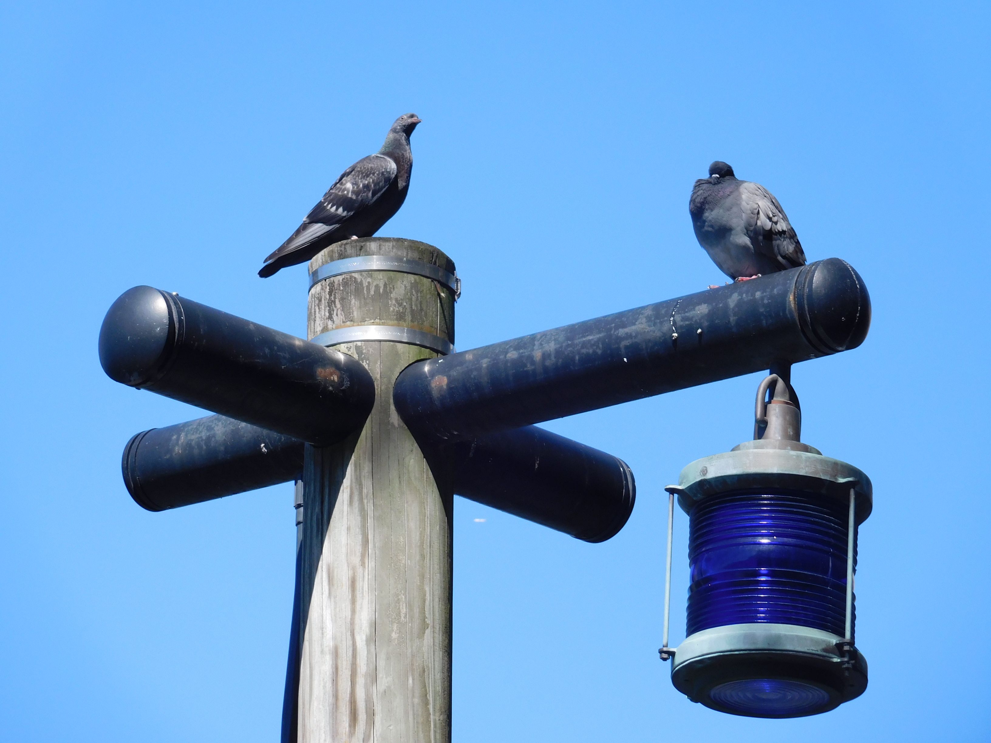 random-birds Object Detection Dataset by ITCC 107