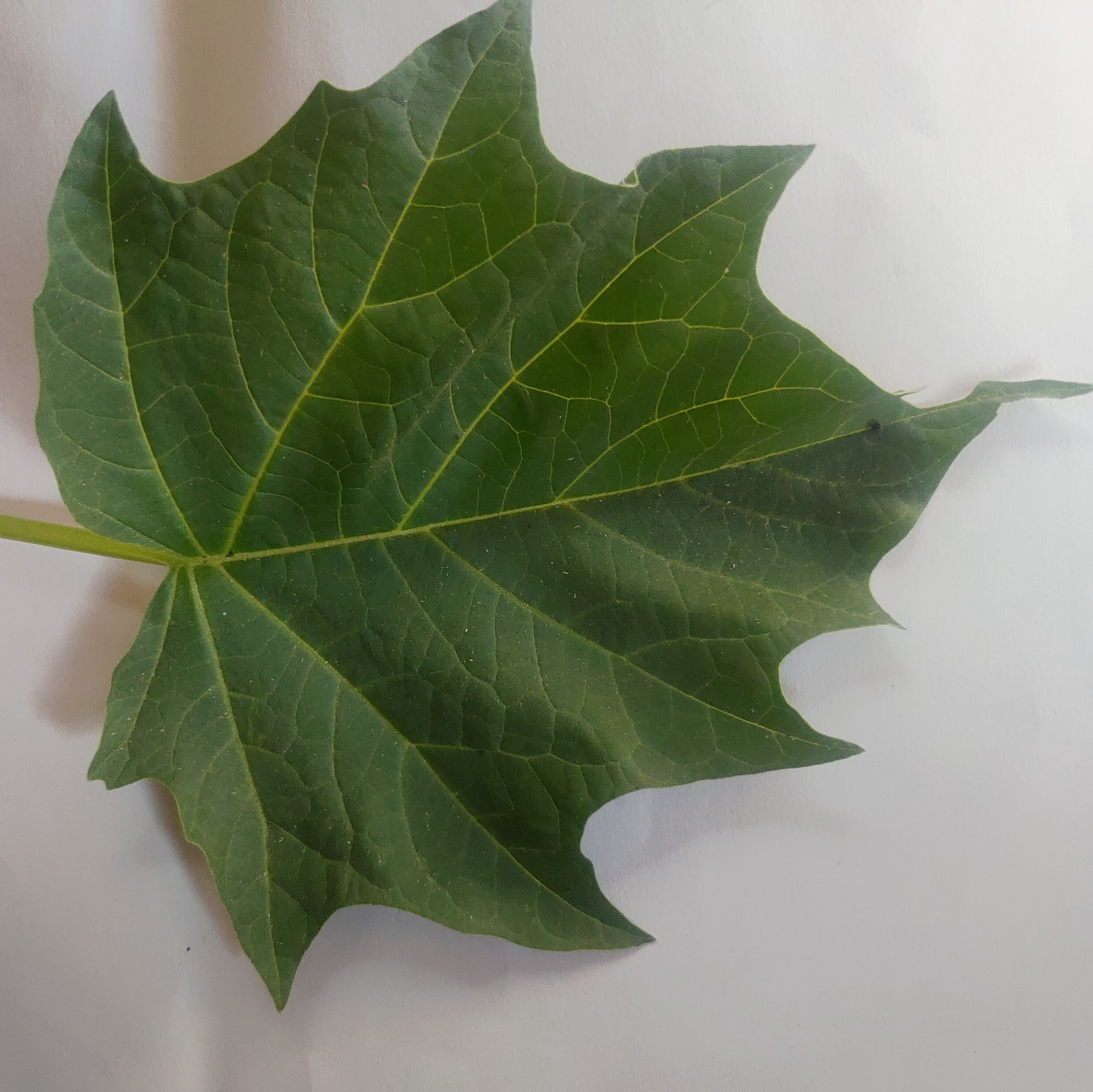 leaves Object Detection Model by mewmew