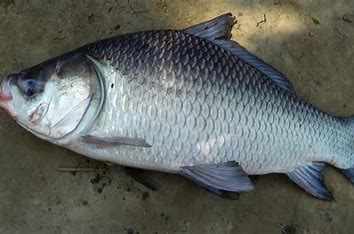 Aqua Project Object Detection Model by Intern