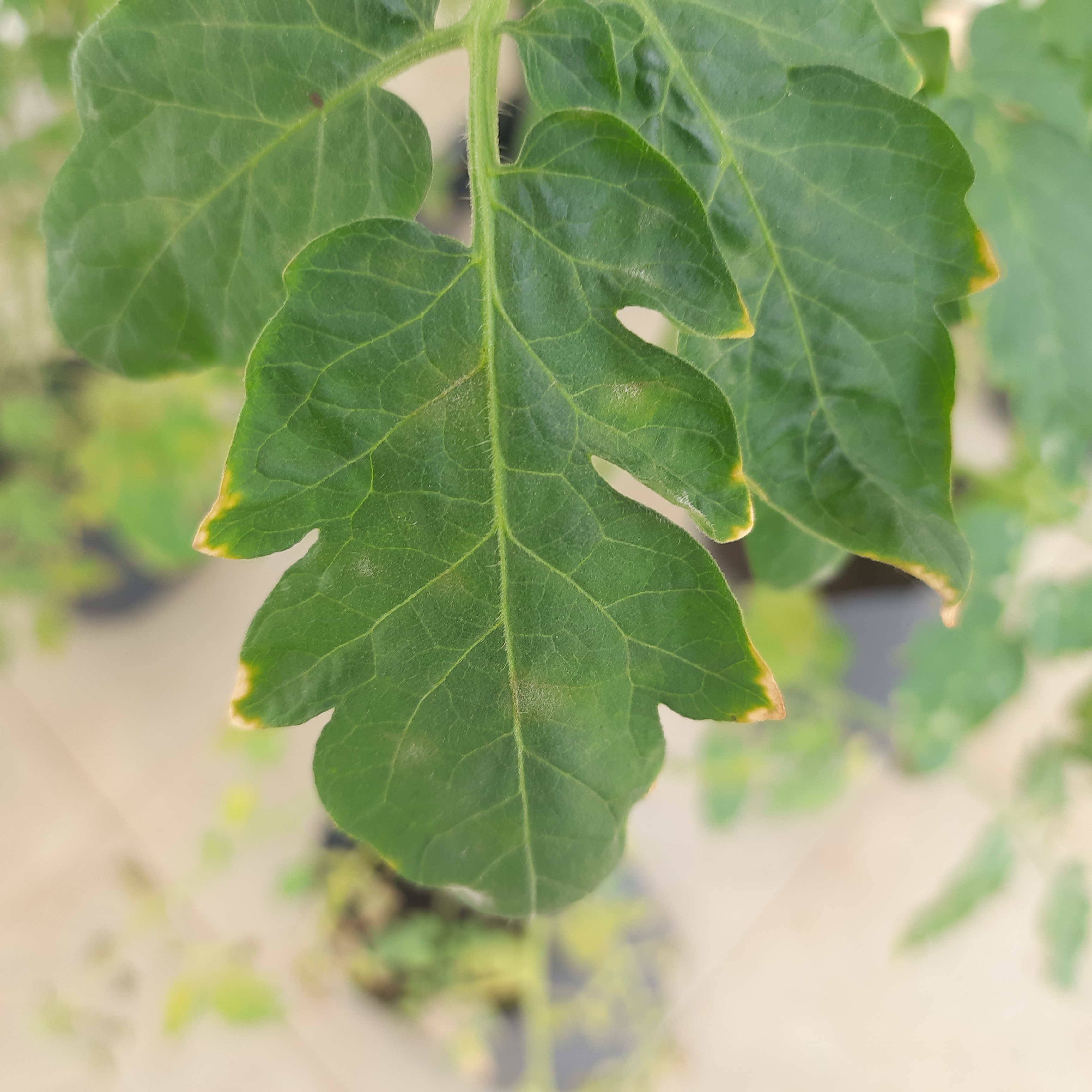 Tomato Object Detection Model by University of Colombo