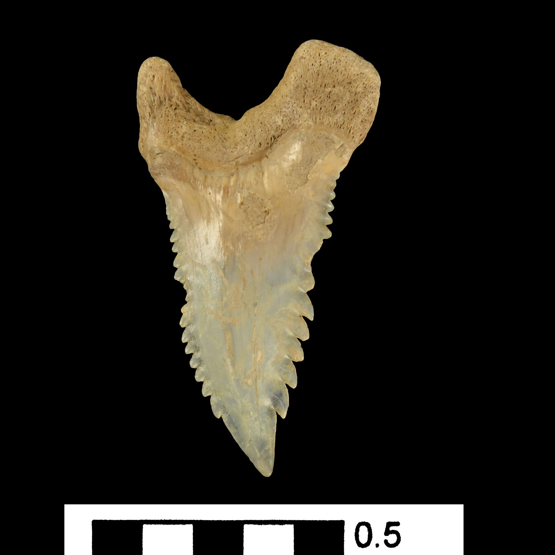 Shark Tooth Model Object Detection Model by smcm ai class