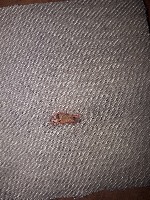 Fabric fault detection (fabric-fault-detection-paunj) - Roboflow Universe