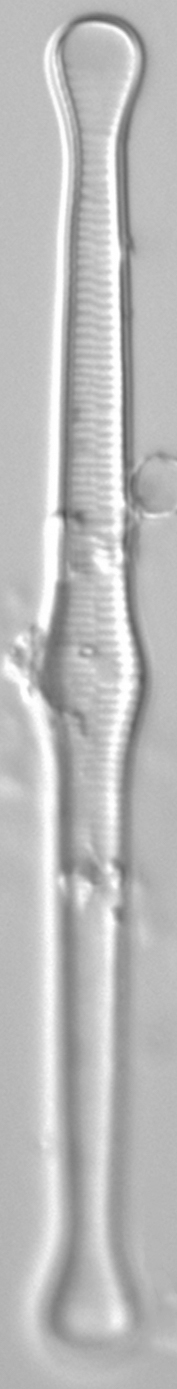 Diatoms Dataset Object Detection Dataset And Pre Trained Model By
