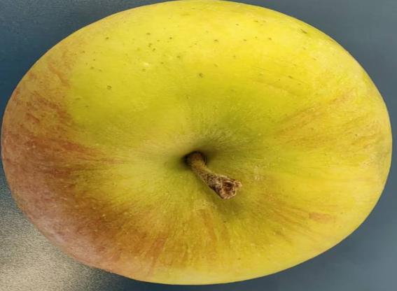 Apple Segmentation Instance Segmentation Dataset by menghang