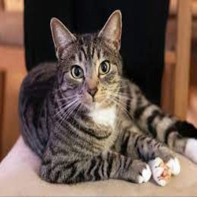 YOLO_v5 Classification Model by YOLOv5