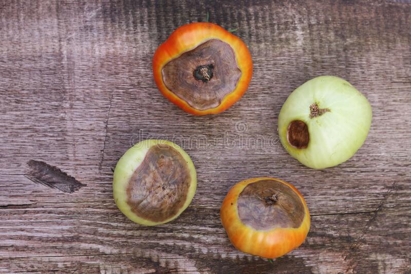 Tomato Object Detection Dataset by University of Technology and Science