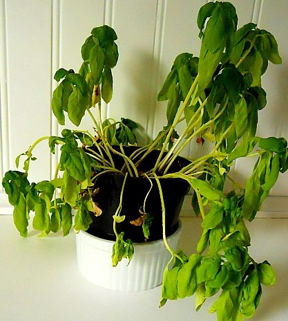 basil-disease-detection-gs Object Detection Model by greenysolutions