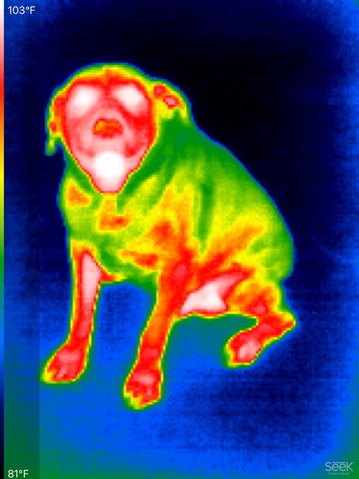 Thermal Dogs and People Object Detection Dataset by Joseph Nelson