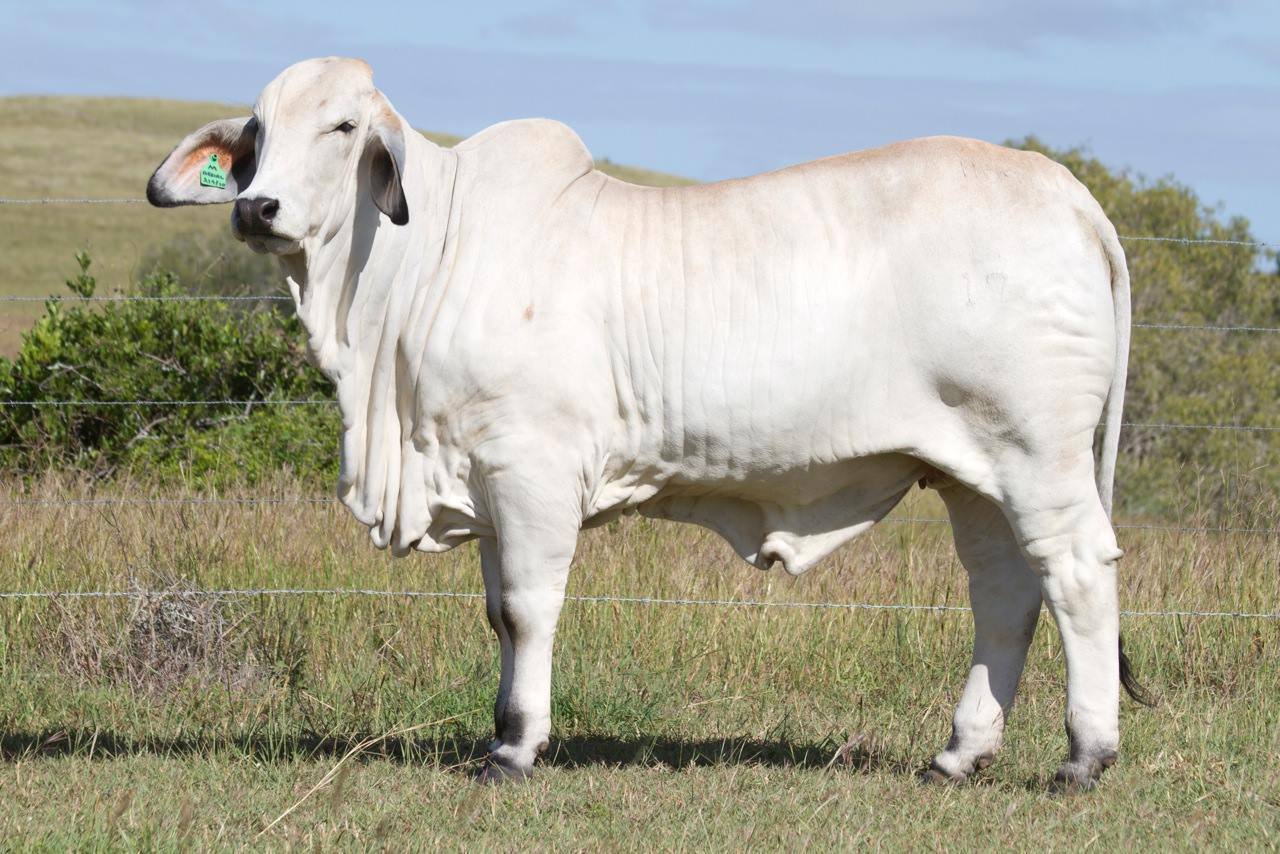 Cattle Body Measurement 3 2 Object Detection Dataset And Pre Trained