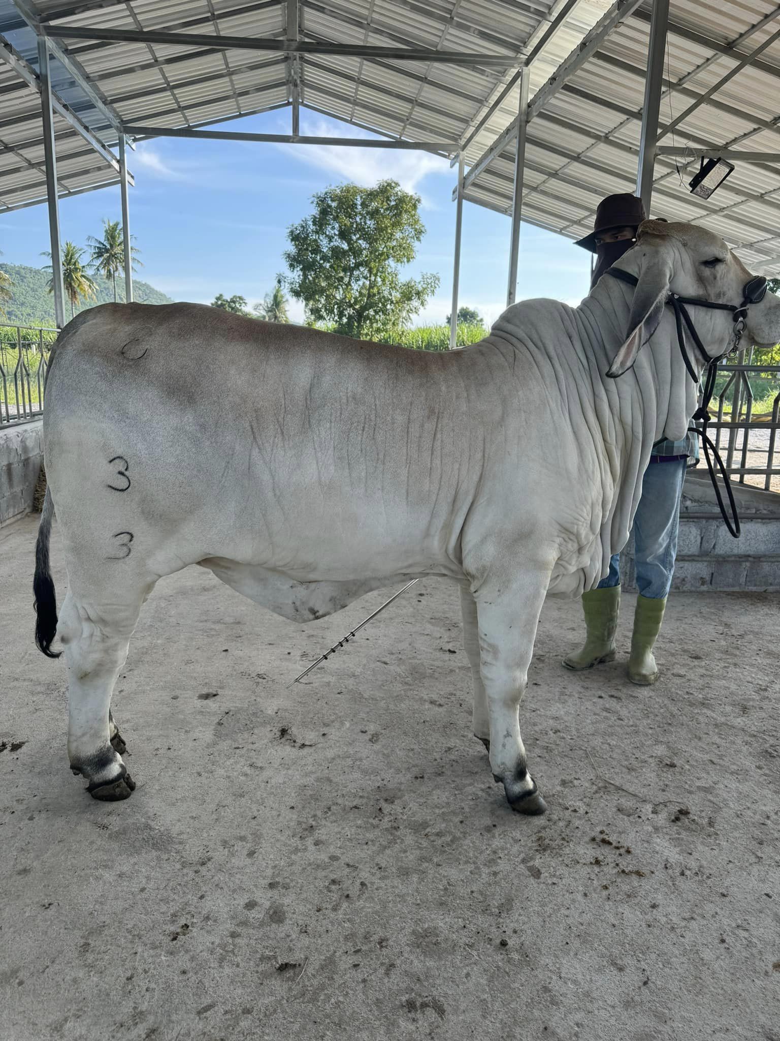 Cattle Body Measurement Object Detection Dataset By Peerayutthesis