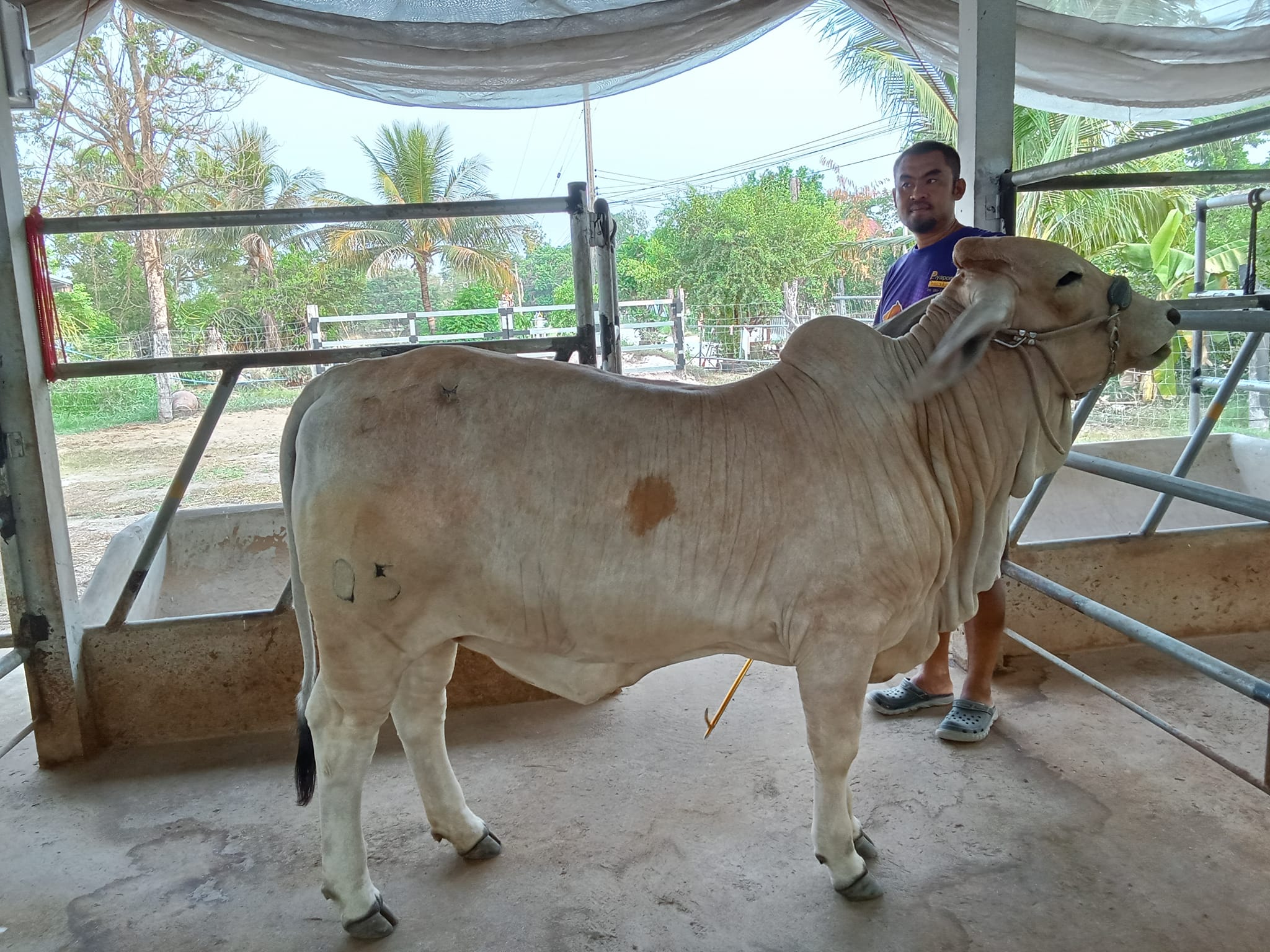 Cattle Body Measurement 2 Object Detection Dataset By Peerayutthesis