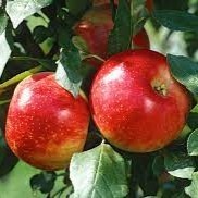 Fresh Rotten Fruit Object Detection Dataset by YSA Projesi