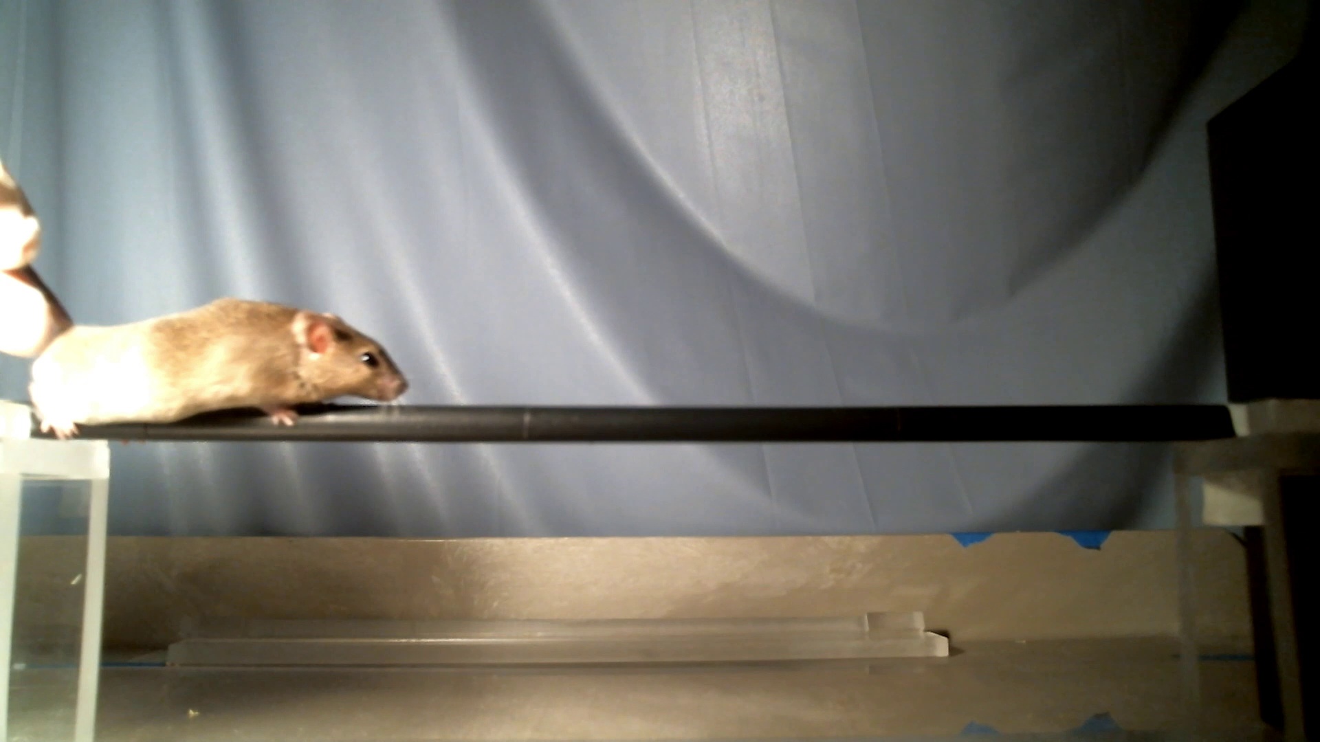 Beam Walk Object Detection Dataset by LabGym