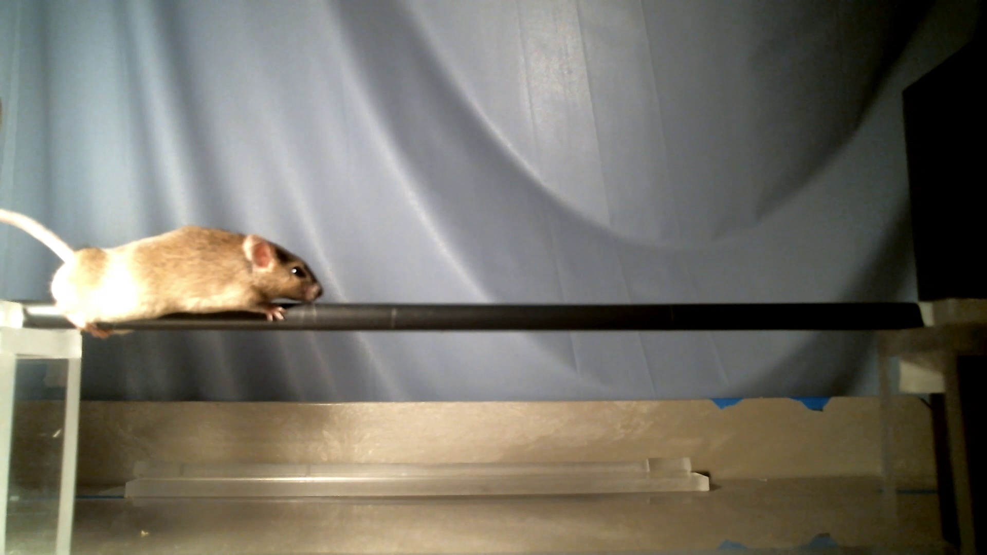 Beam Walk IS Instance Segmentation Dataset by LabGym