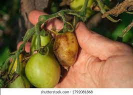 Tomatoes Object Detection Model by YOLO