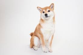 new dog parts detection Instance Segmentation Model by dogkk