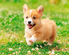 Dog-Segmentation Instance Segmentation Model by dogkk