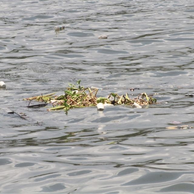 How to Use the water-hyacinth Object Detection API