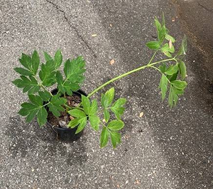 Sample (sample-yscoy) - Roboflow Universe