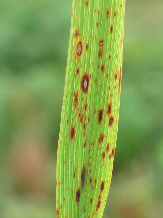 Rice Leaf Disease Detection Classification Dataset And Pre Trained