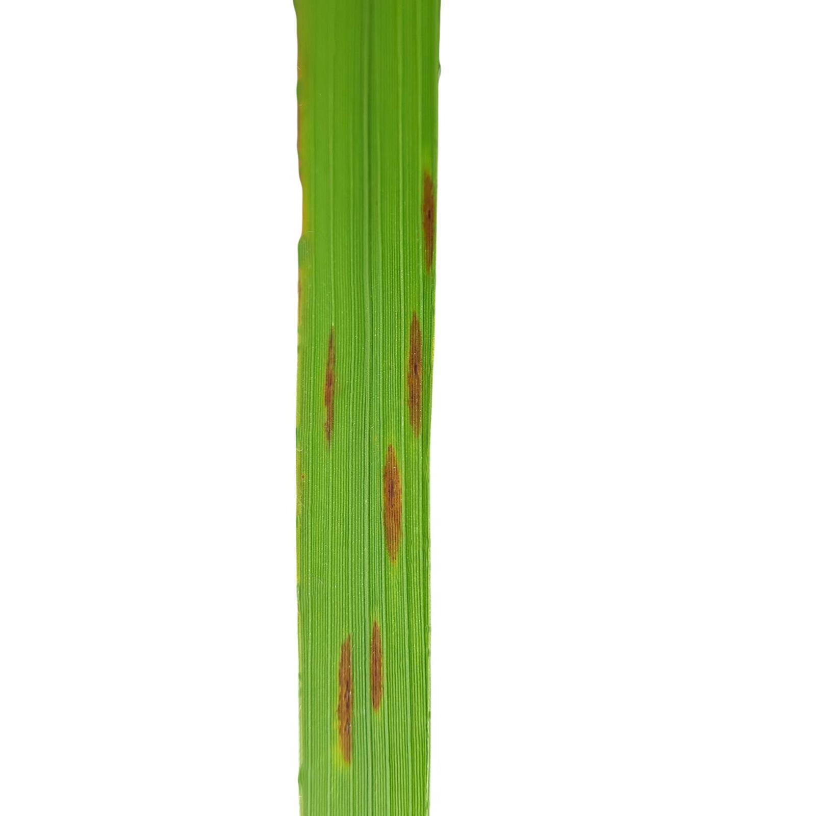 Rice Leaf Disease Detection Obj Object Detection Dataset And Pre