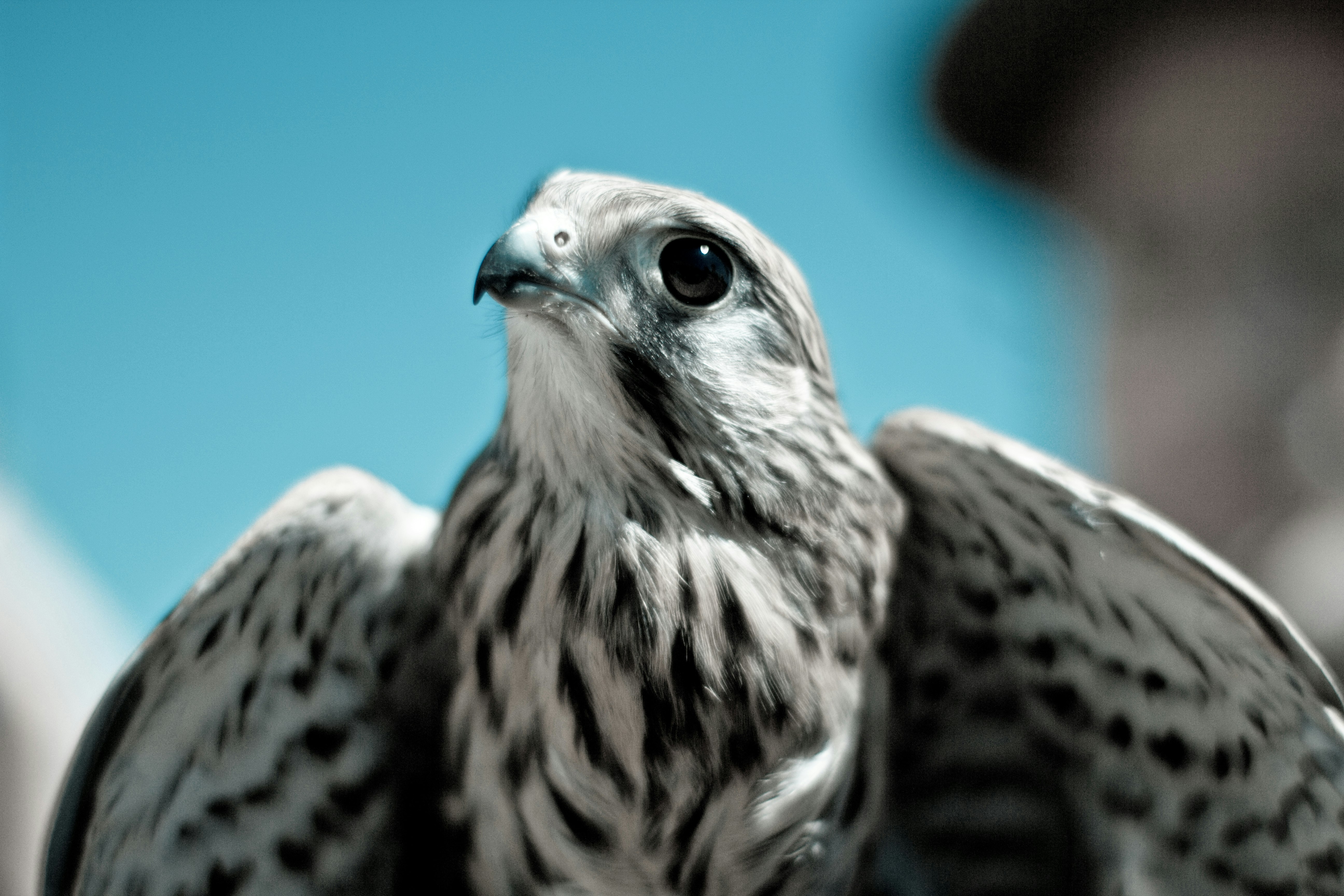 Eagle Bird Object Detection Dataset by Andika WS