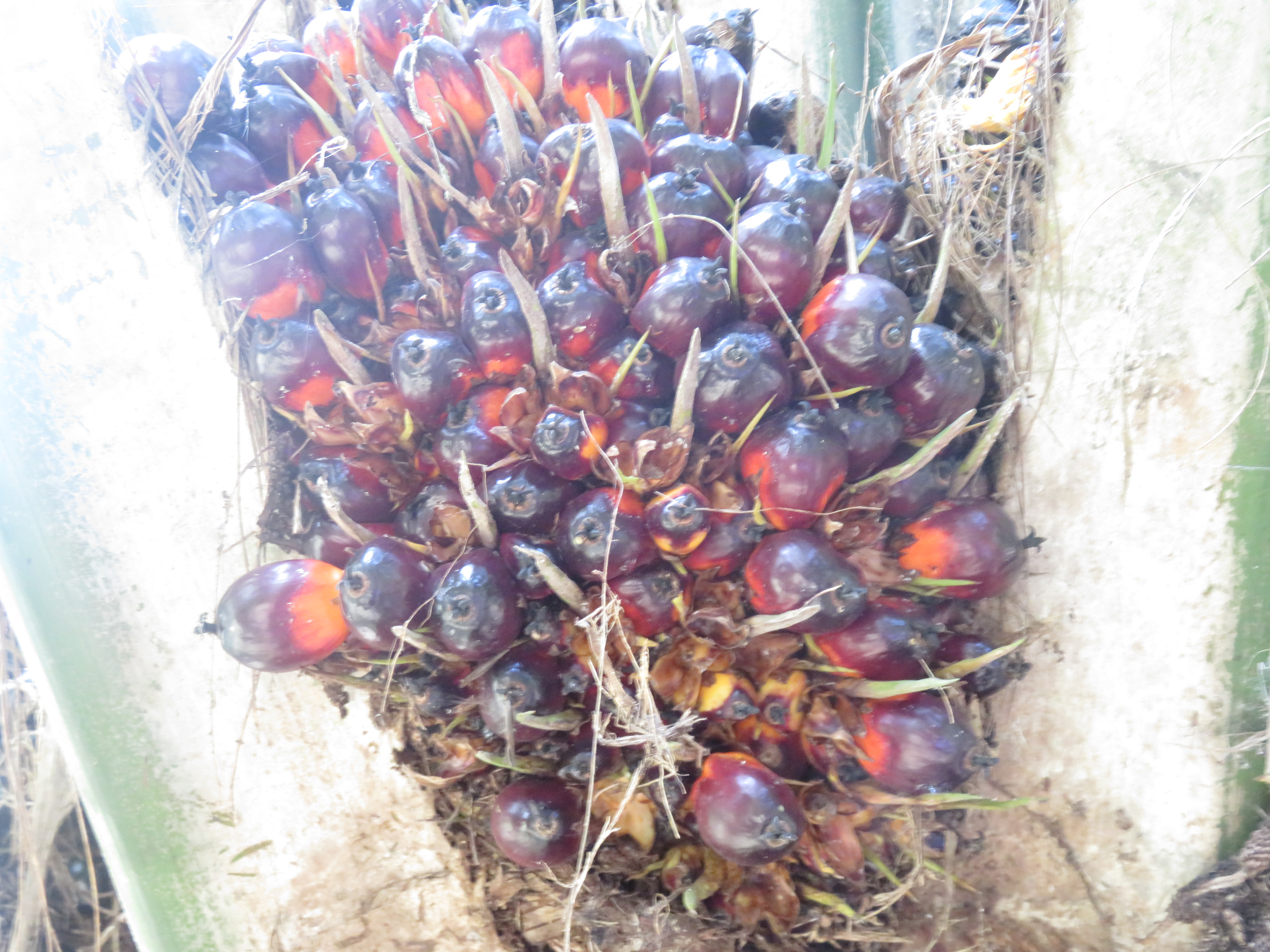 PALM RIPENESS DETECTION Instance Segmentation Dataset by vision