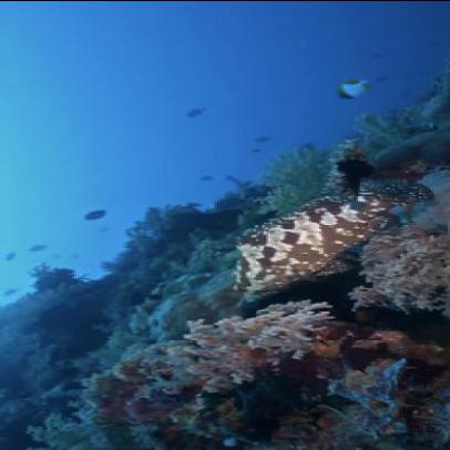 Fish_detection_ver5 Object Detection Dataset and Pre-Trained Model by ...