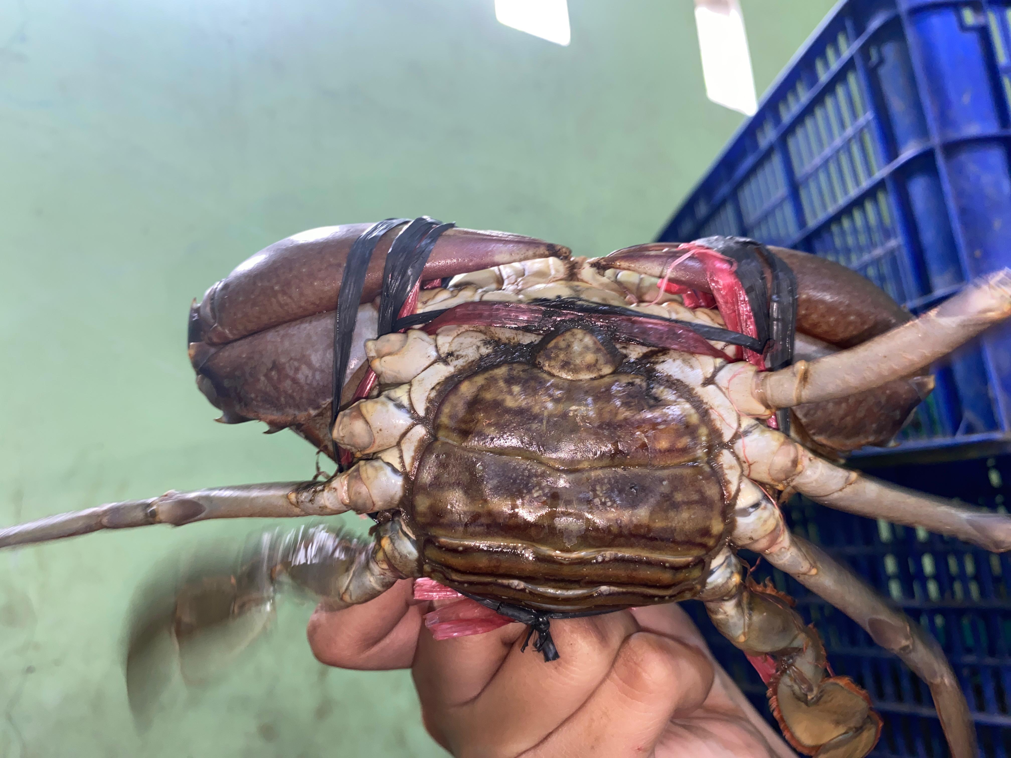 Try Crab Mud Object Detection Model By Kebak