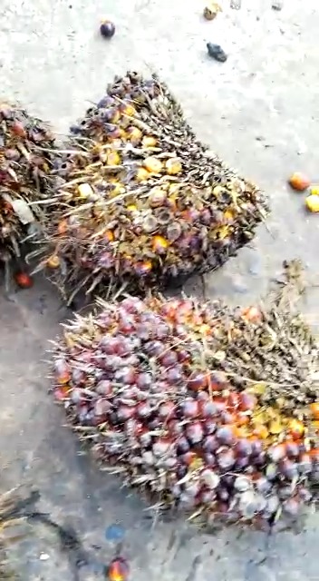 Oil Palm Fruit Dataset 2 Object Detection Dataset By Palm Fruit