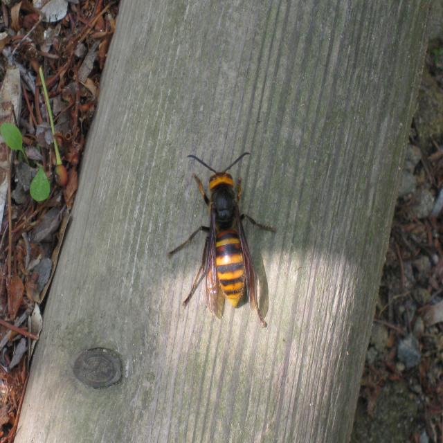 Hornet_Train Object Detection Dataset and Pre-Trained Model by project-vrljw