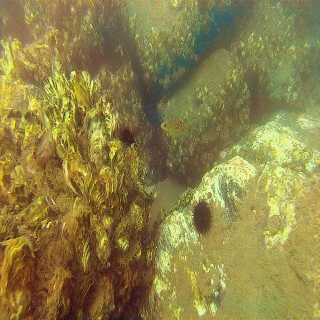 Underwater Object Detection Object Detection Dataset And Pre Trained