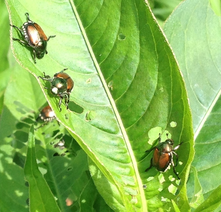 Insect Identification (insect-identification-dgace) - Roboflow Universe