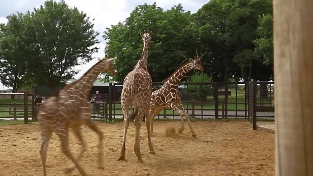 21 Object Detection Dataset by yz c1234