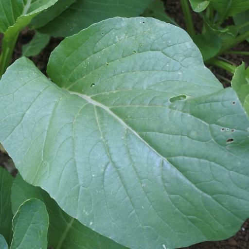 Deteksi Hama Pada Sawi Object Detection Dataset By Deteksi Hama Pada Daun Sawi