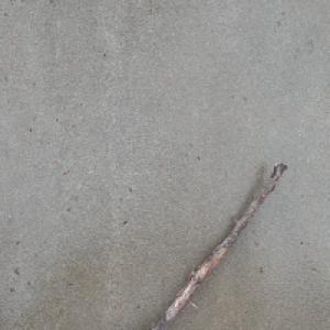 classy Classification Dataset and Pre-Trained Model by mbb