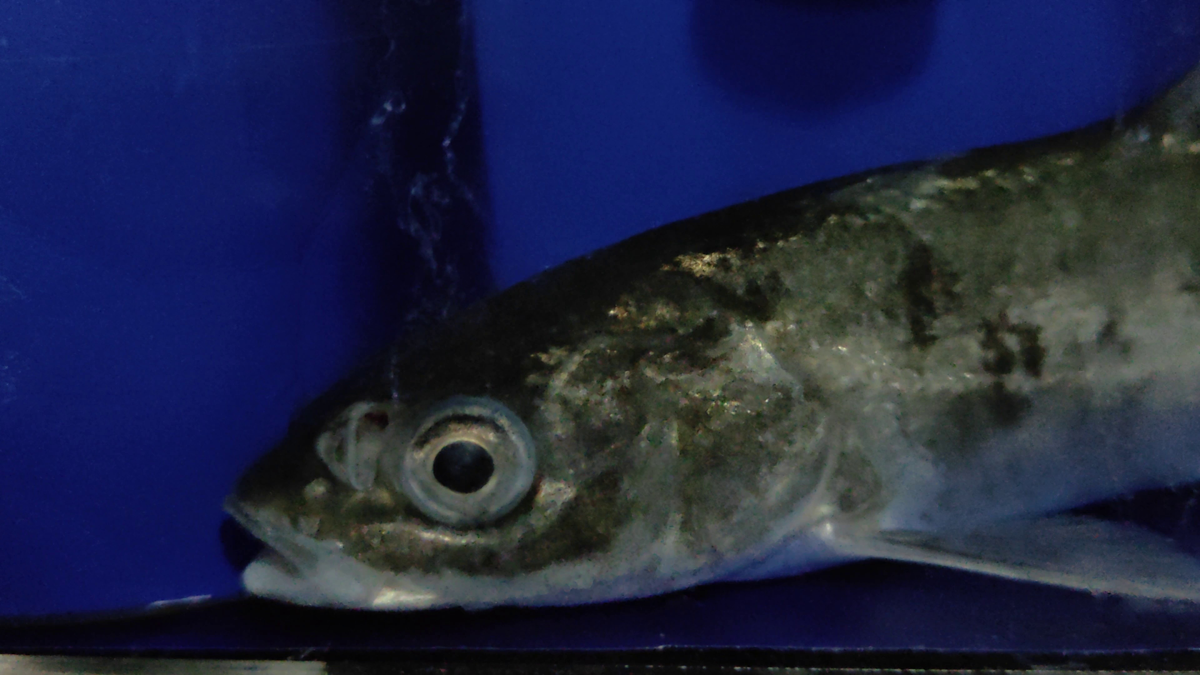 LuoLi20250124 Keypoint Detection Dataset by Fish Behavior