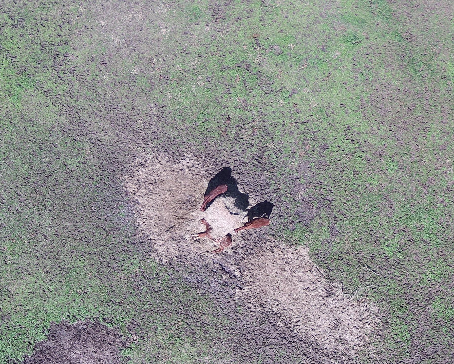 Tp Final Wildlife Rgb Object Detection Dataset And Pre Trained Model By Tpfinalvisionwildlife