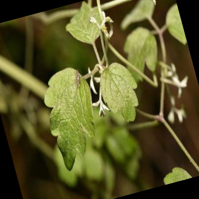 Clematis Rotate Instance Segmentation Dataset by Zephan