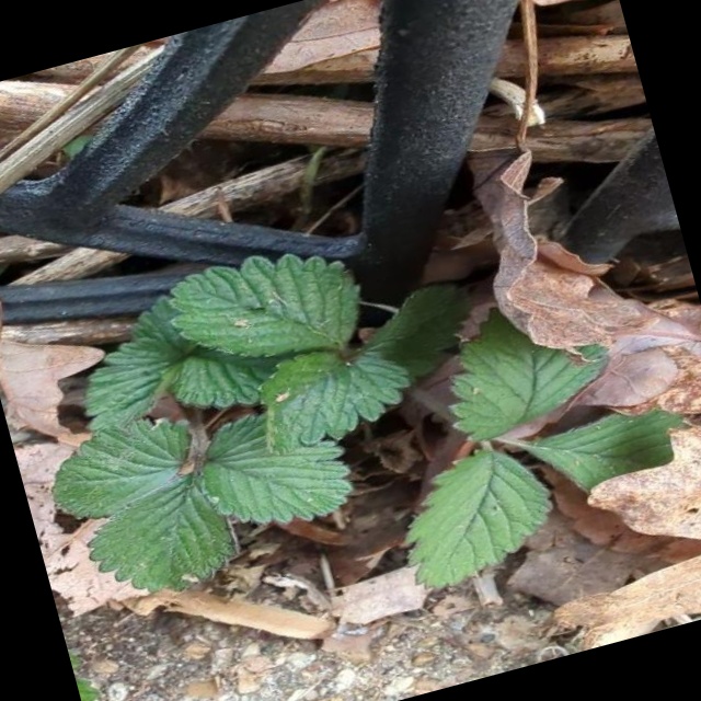 Strawberry Rotate Instance Segmentation Dataset by Zephan