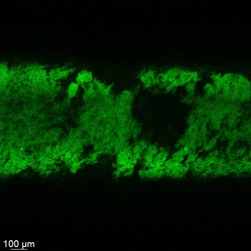 gui-test Classification Dataset by Gel Machine Learning