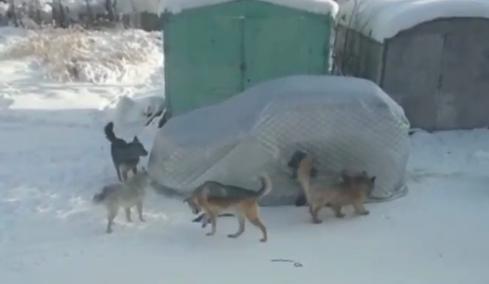 Stray_dog Object Detection Dataset by sarath