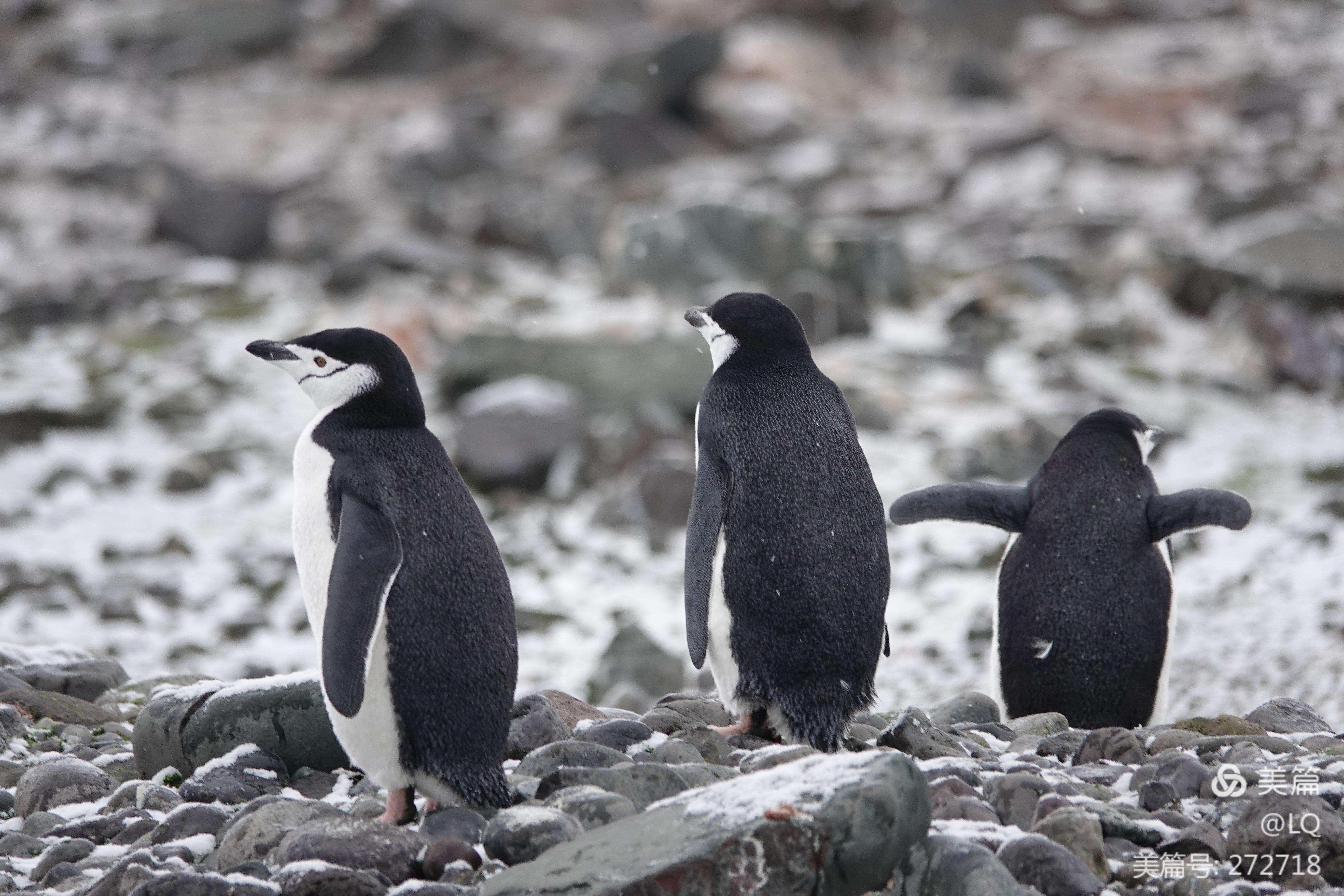penguin-finder-seg-va0wf-fsod-egxq Object Detection Dataset by ...