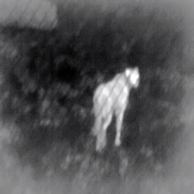 thermal-cheetah-my4dp-fsod-snku Object Detection Dataset by Roboflow100VL FSOD