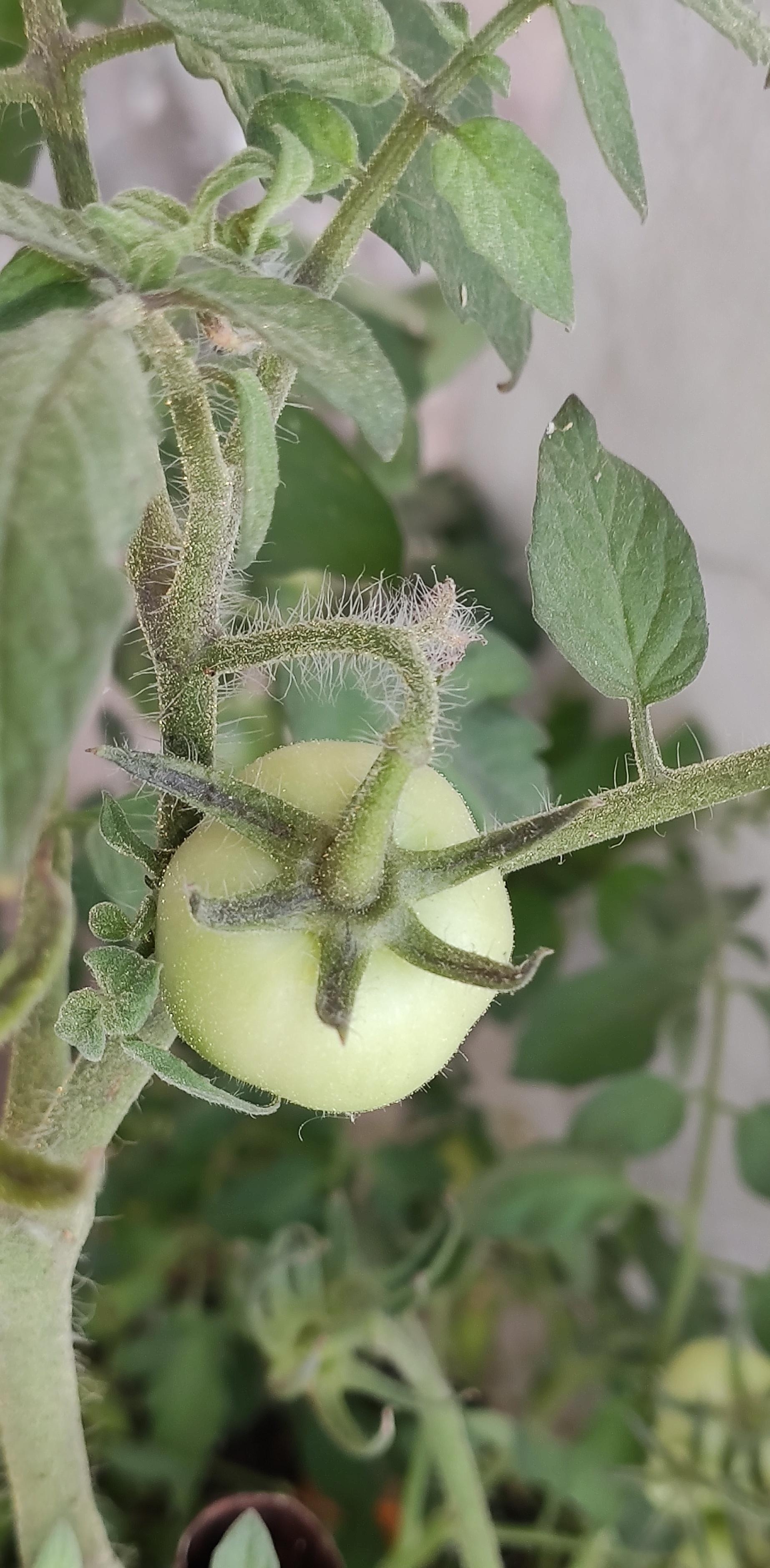 Tomatoes 2 2wvhj Fsod Jlrm Object Detection Dataset By Roboflow100vl Fsod