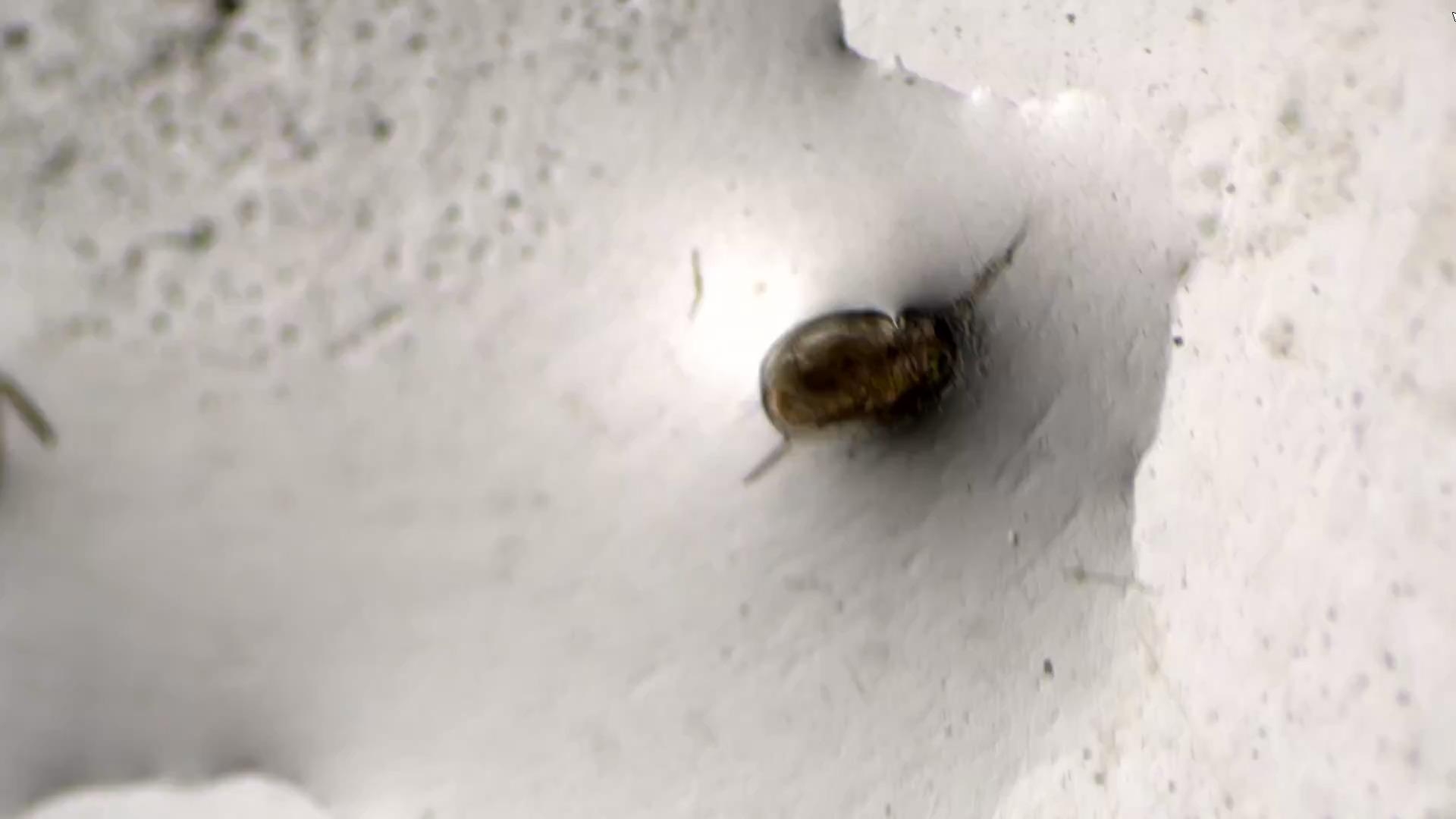 Exploratorium Daphnia Iacgs Fsod Loax Object Detection Dataset By
