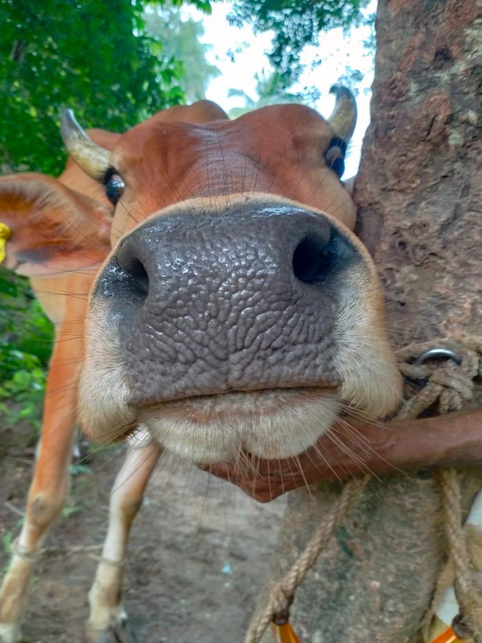 Cow Muzzle Detection Object Detection Dataset and Pre-Trained Model by fashol