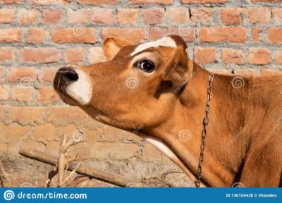 Cow face detection Object Detection Dataset (v2, Neeraj Work Version) by Aerostat Tech