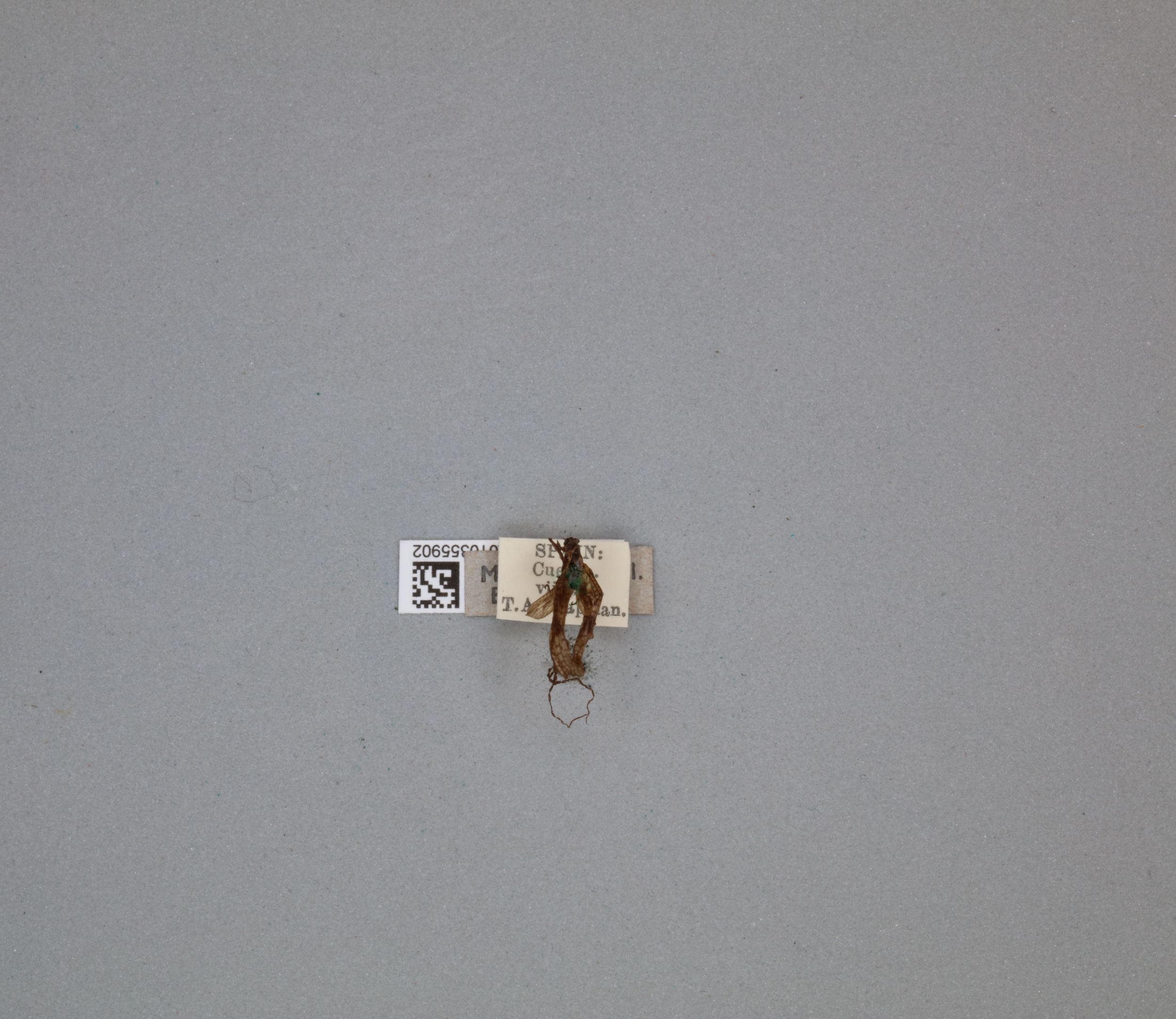 ephemera Object Detection Dataset by Adams Workspace