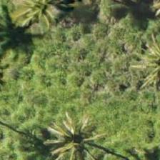 Oil Palm Detection Object Detection Dataset (v6, Palm Tree v2) by ...